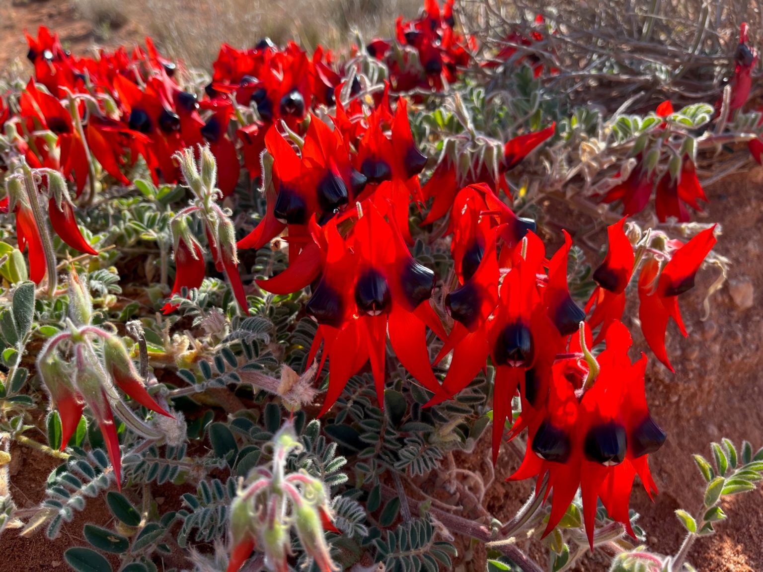 Great Reasons Why We Photograph Landscapes - Pindan Tours